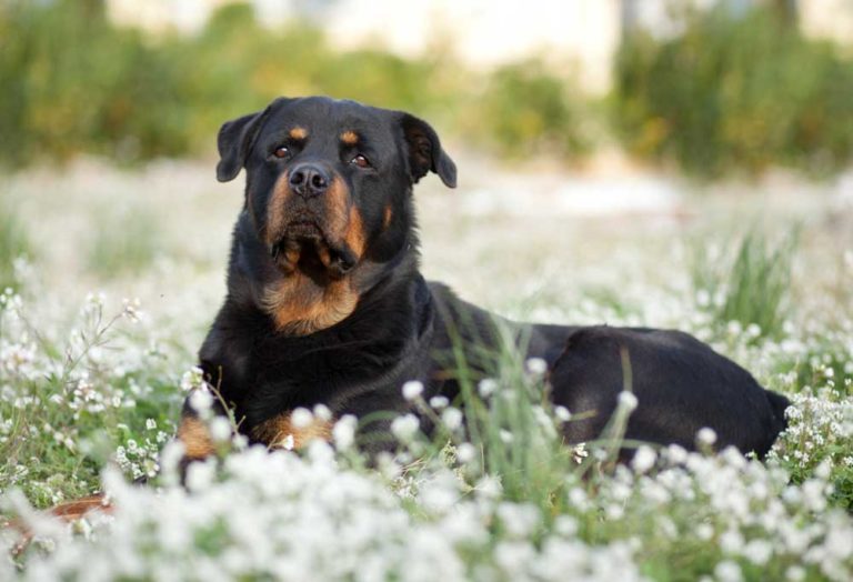 Will A Rottweiler Turn On Its Owner