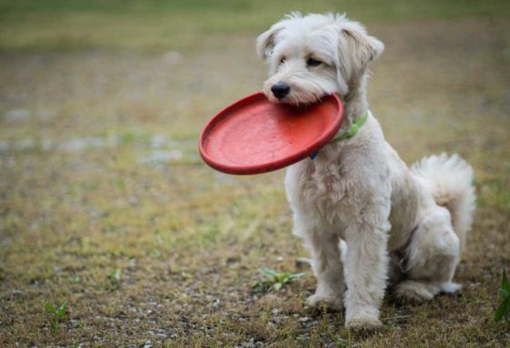 Top 5 Dog Breeds That Play Frisbee - PatchPuppy.com