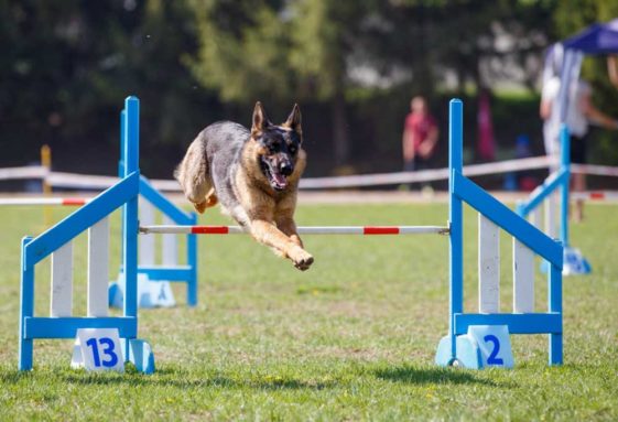 11 Dog Breeds that Can Jump High - PatchPuppy.com