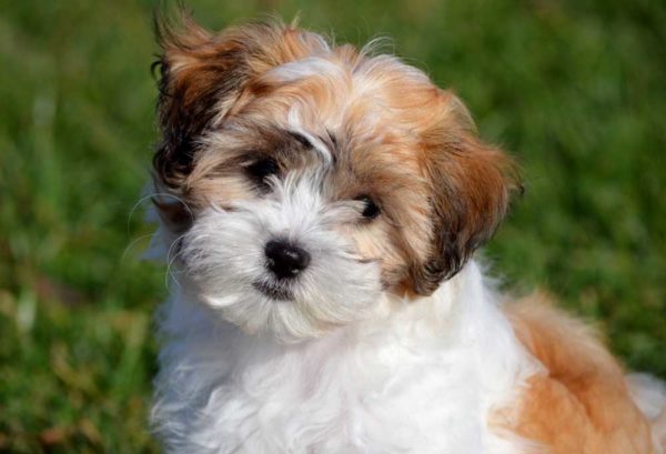 25 Dog Breeds that Begin with D - PatchPuppy.com