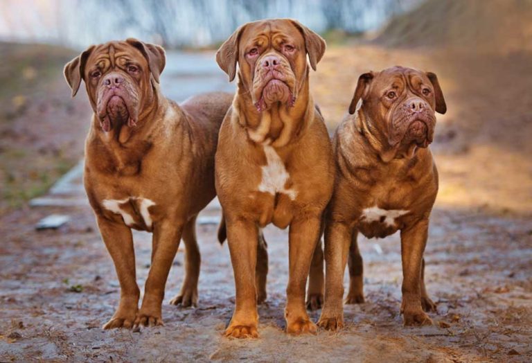 25 Dog Breeds that Begin with D - PatchPuppy.com