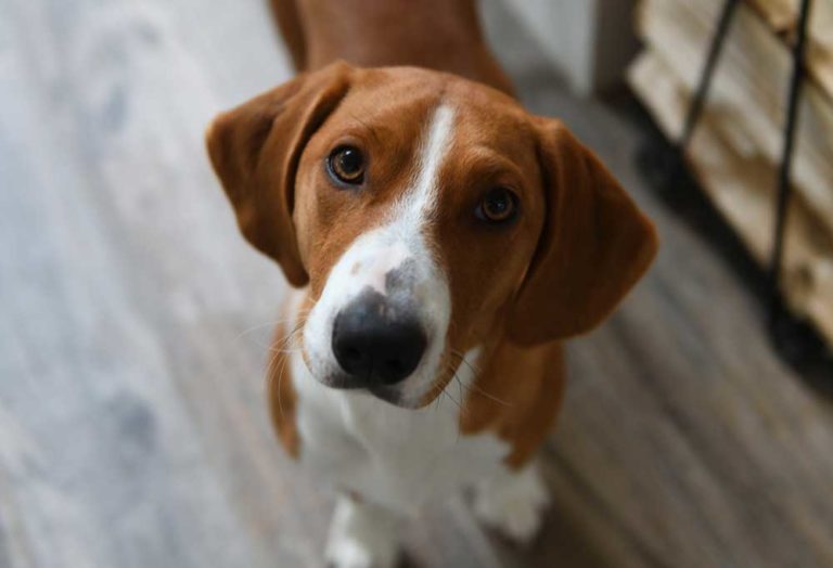 25 Dog Breeds that Begin with D - PatchPuppy.com