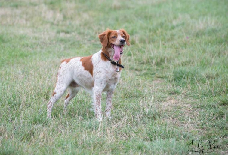 18 Dog Breeds that Begin with F - PatchPuppy.com