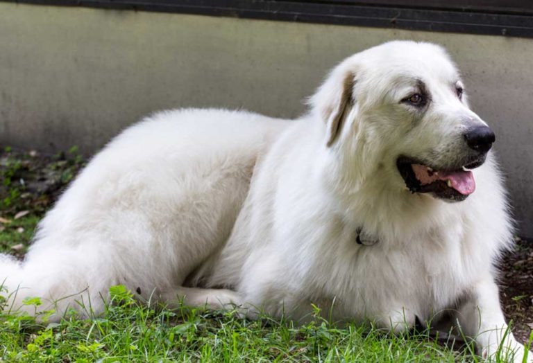 20 Dog Breeds that Begin with G - PatchPuppy.com