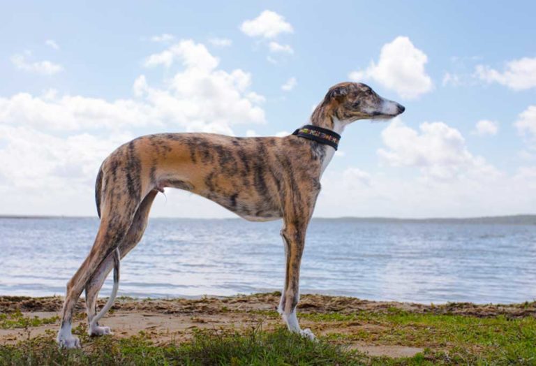 20 Dog Breeds that Begin with G - PatchPuppy.com