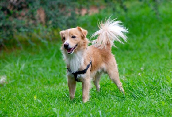 25 Dog Breeds that Begin with K - PatchPuppy.com