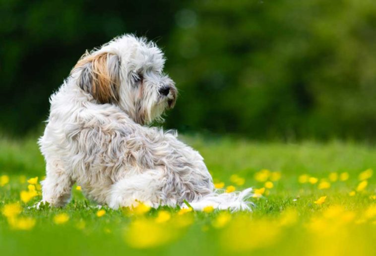 25 Dog Breeds that Begin with K - PatchPuppy.com