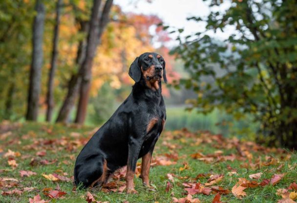 25 Dog breeds that Begin with L - PatchPuppy.com