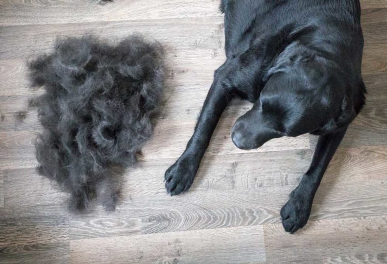 9 Large Dog Breeds With Minimal Shedding - PatchPuppy.com