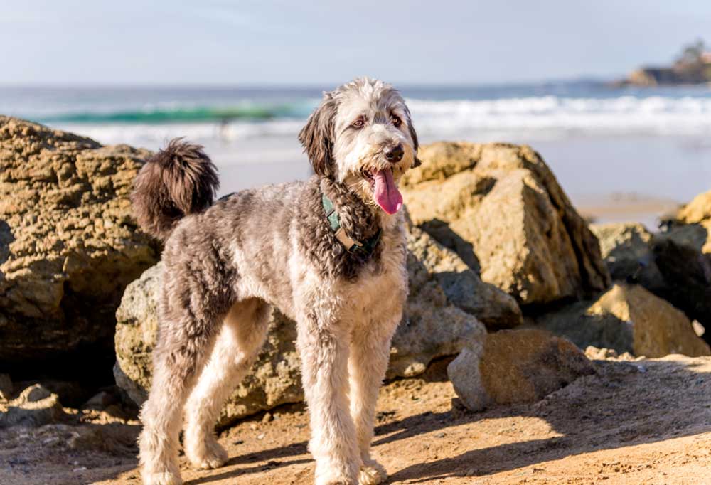 9 Large Dog Breeds With Curly Hair PatchPuppy 9 Large Dog Breeds With Curly Hair PatchPuppy