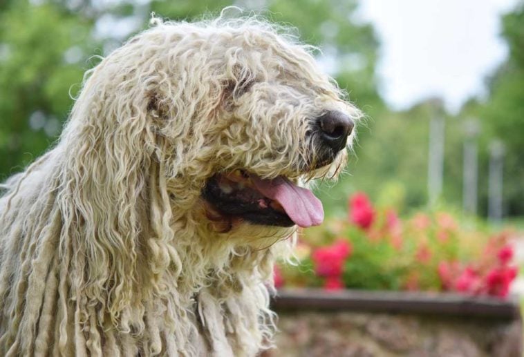 9 Large Dog Breeds With Long Hair - PatchPuppy.com