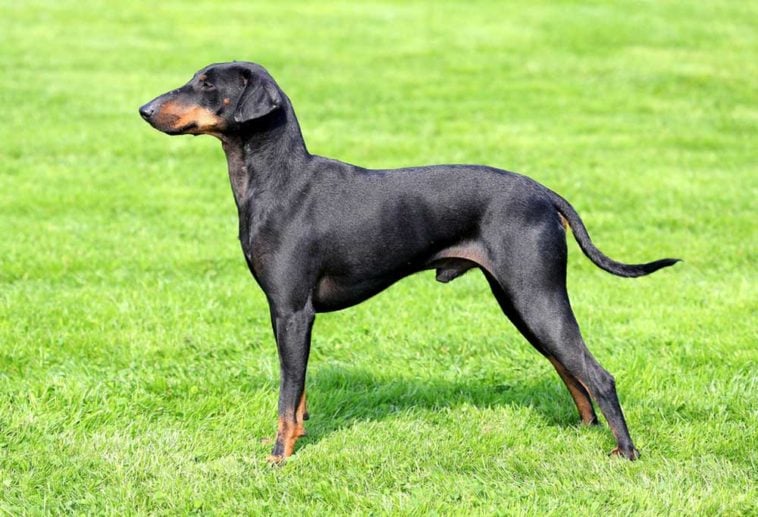 18 Dog Breeds that Begin with M - PatchPuppy.com
