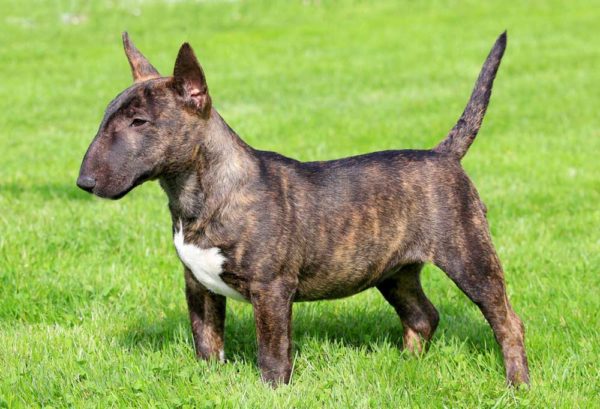 18 Dog Breeds that Begin with M - PatchPuppy.com
