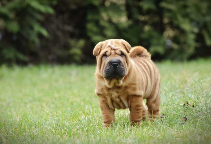 18 Dog Breeds that Begin with M - PatchPuppy.com