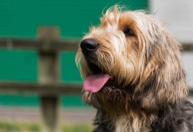 12 Dog Breeds that Begin with O - PatchPuppy.com