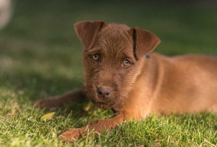 25 Dog Breeds that Begin with P - PatchPuppy.com