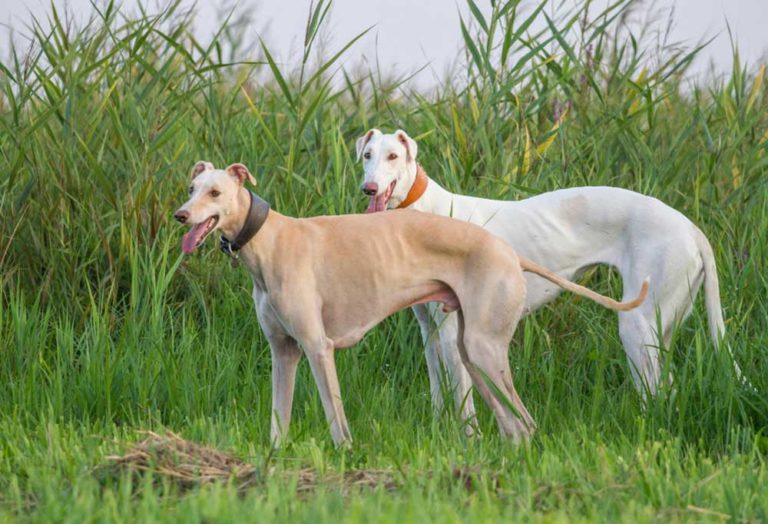 25 Dog Breeds that Begin with P - PatchPuppy.com
