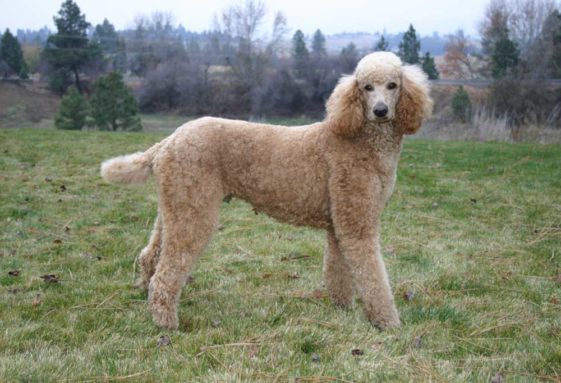 9 Large Dog Breeds with Curly Hair - PatchPuppy.com