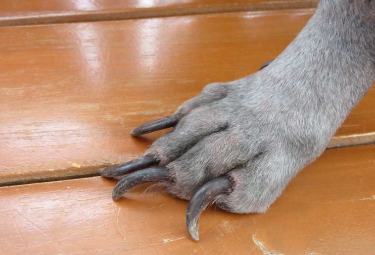 How to Trim Dog Nails that are Overgrown? - PatchPuppy.com