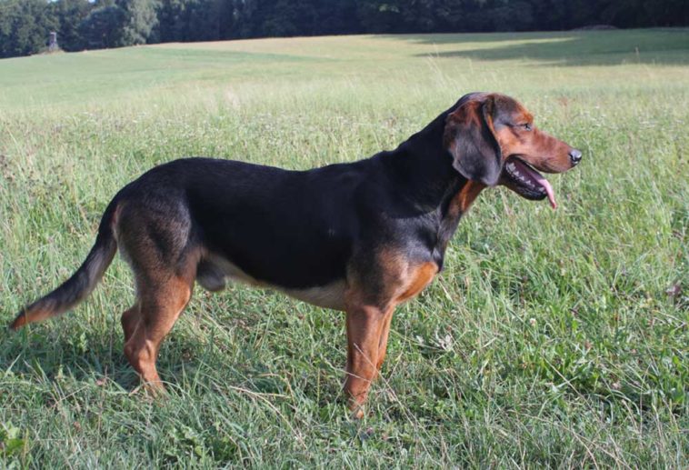 22 Dog Breeds that Begin with T - PatchPuppy.com