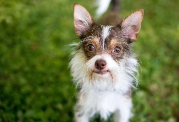15 Dog Breeds that Begin with W - PatchPuppy.com