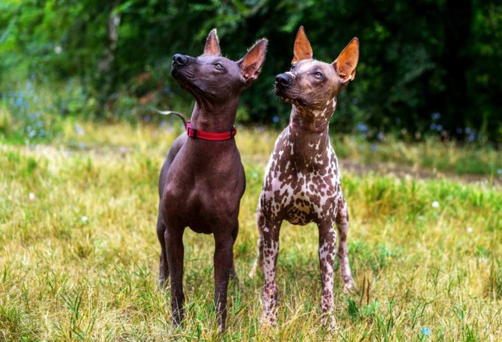 9 Large Dog Breeds With Minimal Shedding - PatchPuppy.com