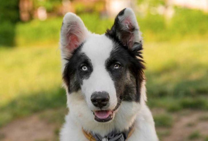 10 Dog Breeds that Begin with Y and Z - PatchPuppy.com