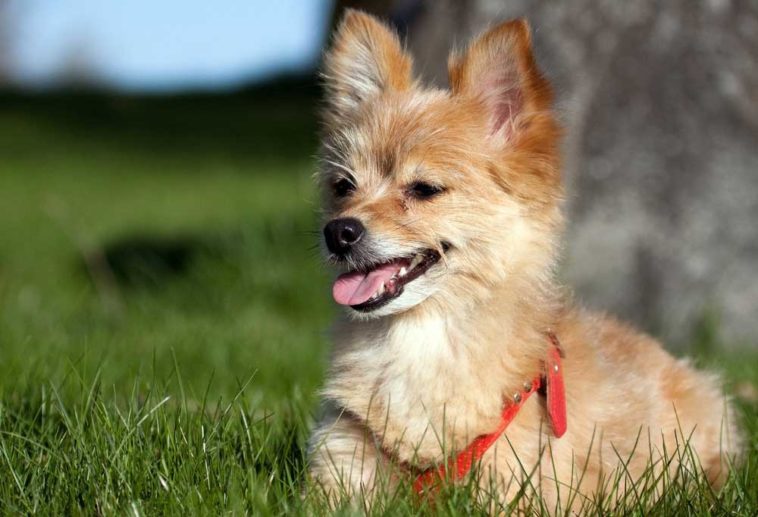 10 Dog Breeds that Begin with Y and Z - PatchPuppy.com