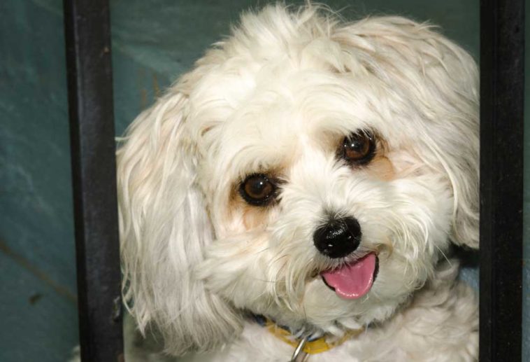 10 Dog Breeds that Begin with Y and Z - PatchPuppy.com