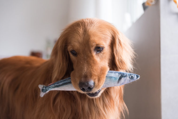 How to Cook Fish for Dogs - 5 Simple Step-by-Step Fish Recipes for Dogs