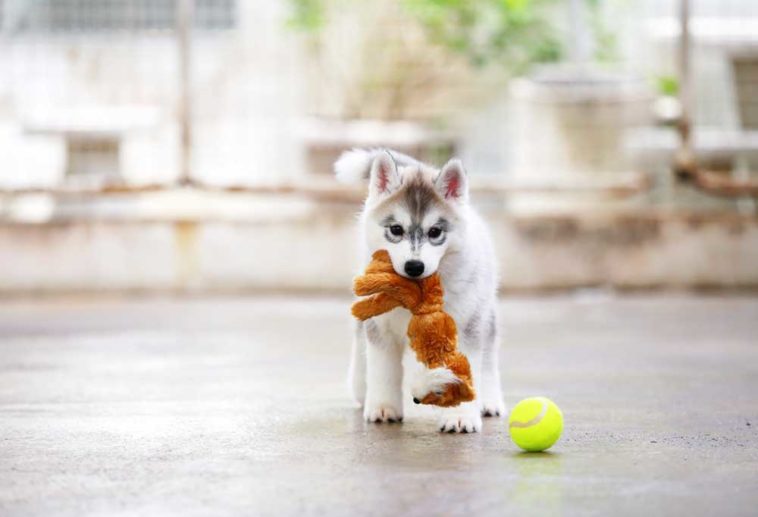 9 Tips for Leaving a Puppy Alone at Home for the First Time ...