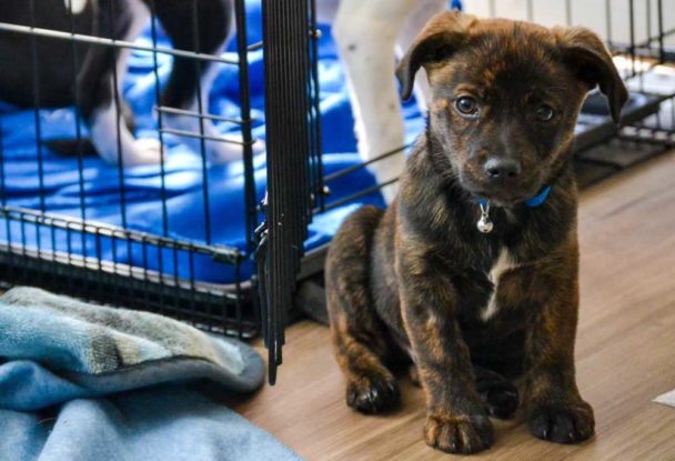 9 Tips for Leaving a Puppy Alone at Home for the First Time ...