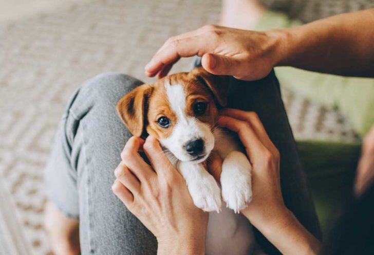 Getting Your House Ready for a New Puppy - PatchPuppy.com