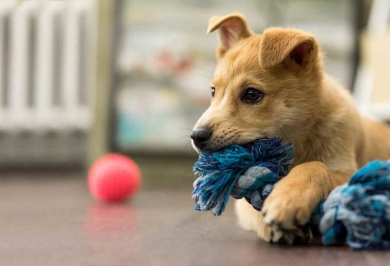 9 Tips for Leaving a Puppy Alone at Home for the First Time ...