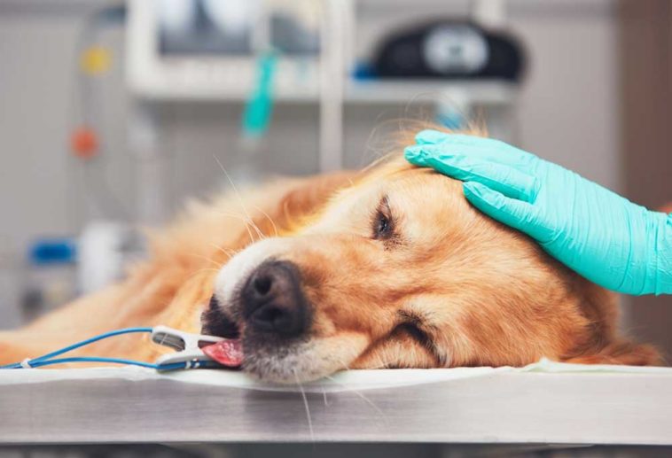 What You Need to Know About Dog Teeth Removal - PatchPuppy.com