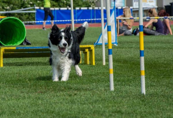 How to Make a Dog Agility Course Out of Household Items - 7 Different ...
