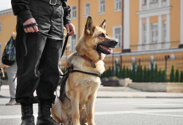 German Police Dog Commands PatchPuppy German Police Dog Commands PatchPuppy