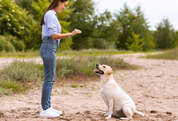 A Comprehensive List of Dog Commands and Hand Signals - PatchPuppy.com