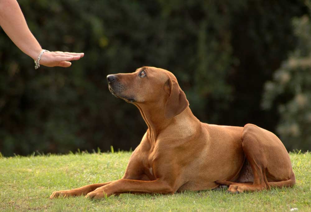 A Comprehensive List Of Dog Commands And Hand Signals PatchPuppy
