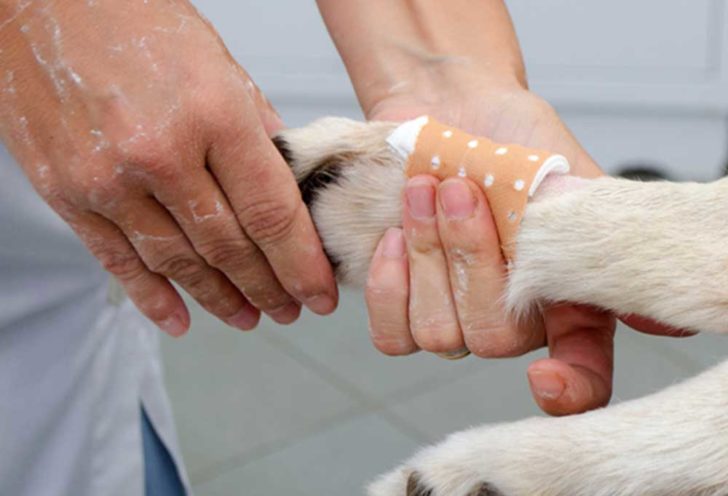 Is Dew Claw Removal Necessary? - PatchPuppy.com