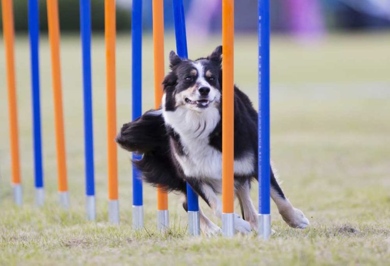 How to Make a Dog Agility Course Out of Household Items - 7 Different ...
