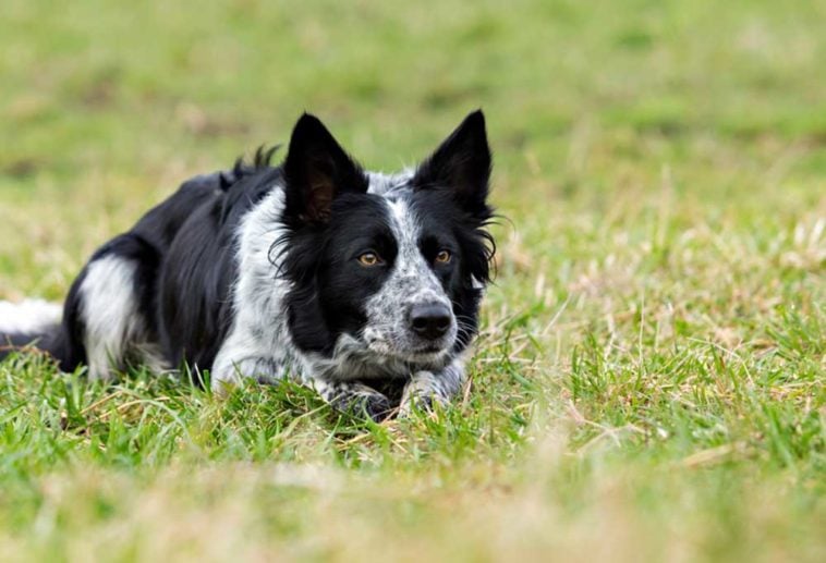 Sheep Dog Commands - PatchPuppy.com
