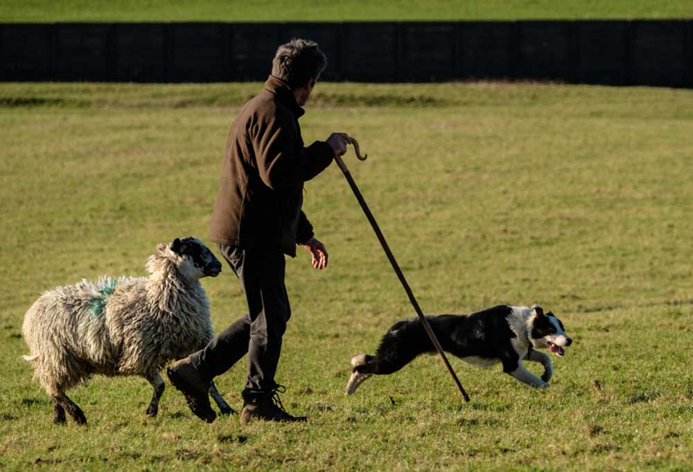 Sheep Dog Commands PatchPuppy