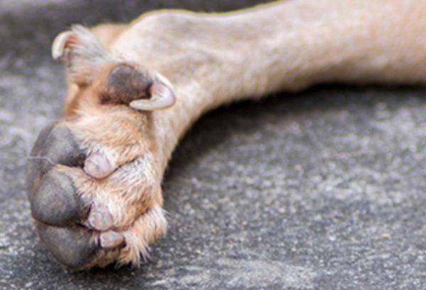 A Guide to Trimming Dew Claws - PatchPuppy.com