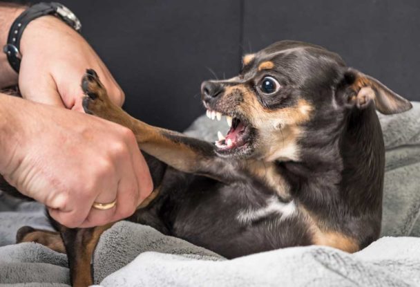 What to Do When Your Dog Is Barking Viciously - PatchPuppy.com