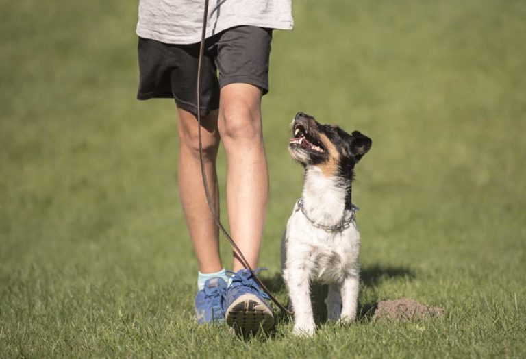 A Comprehensive List of Dog Commands and Hand Signals - PatchPuppy.com