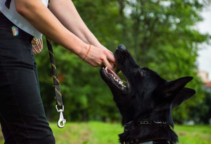 13 Czech Dog Commands - PatchPuppy.com