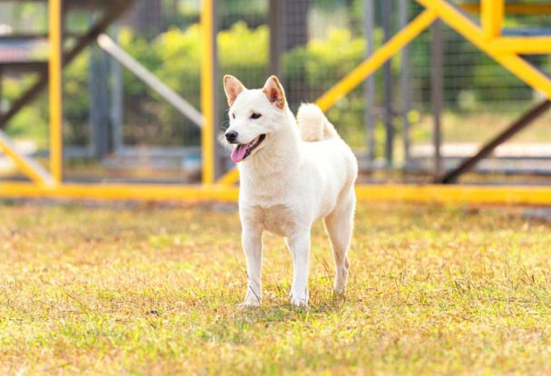 9 Hebrew Dog Commands PatchPuppy 9-hebrew-dog-commands-patchpuppy