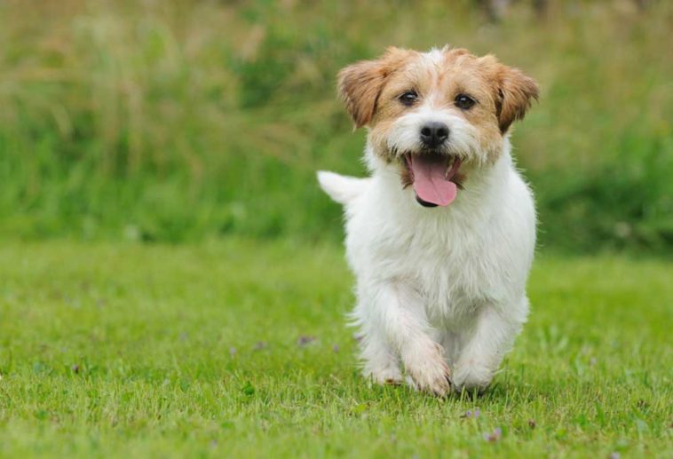 9 Portuguese Dog Commands - PatchPuppy.com