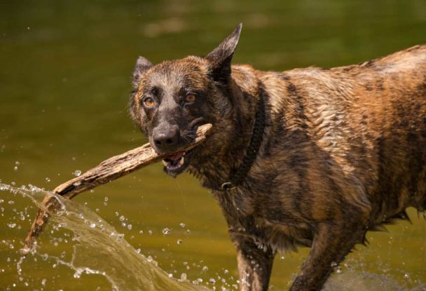 9 Dutch Police Dog Commands - PatchPuppy.com